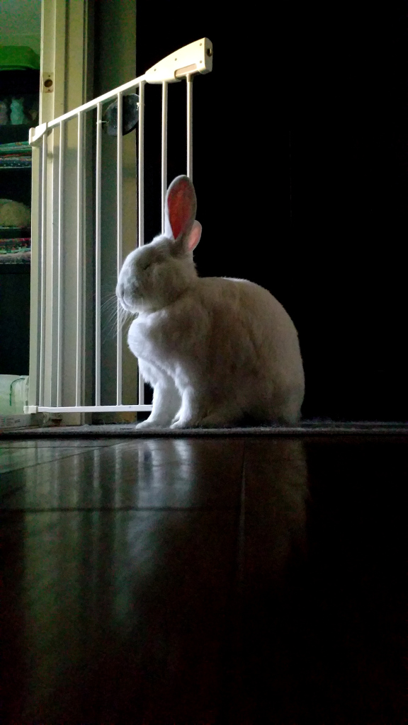 Ashford's enucleation surgery is scheduled 😭 : r/Rabbits