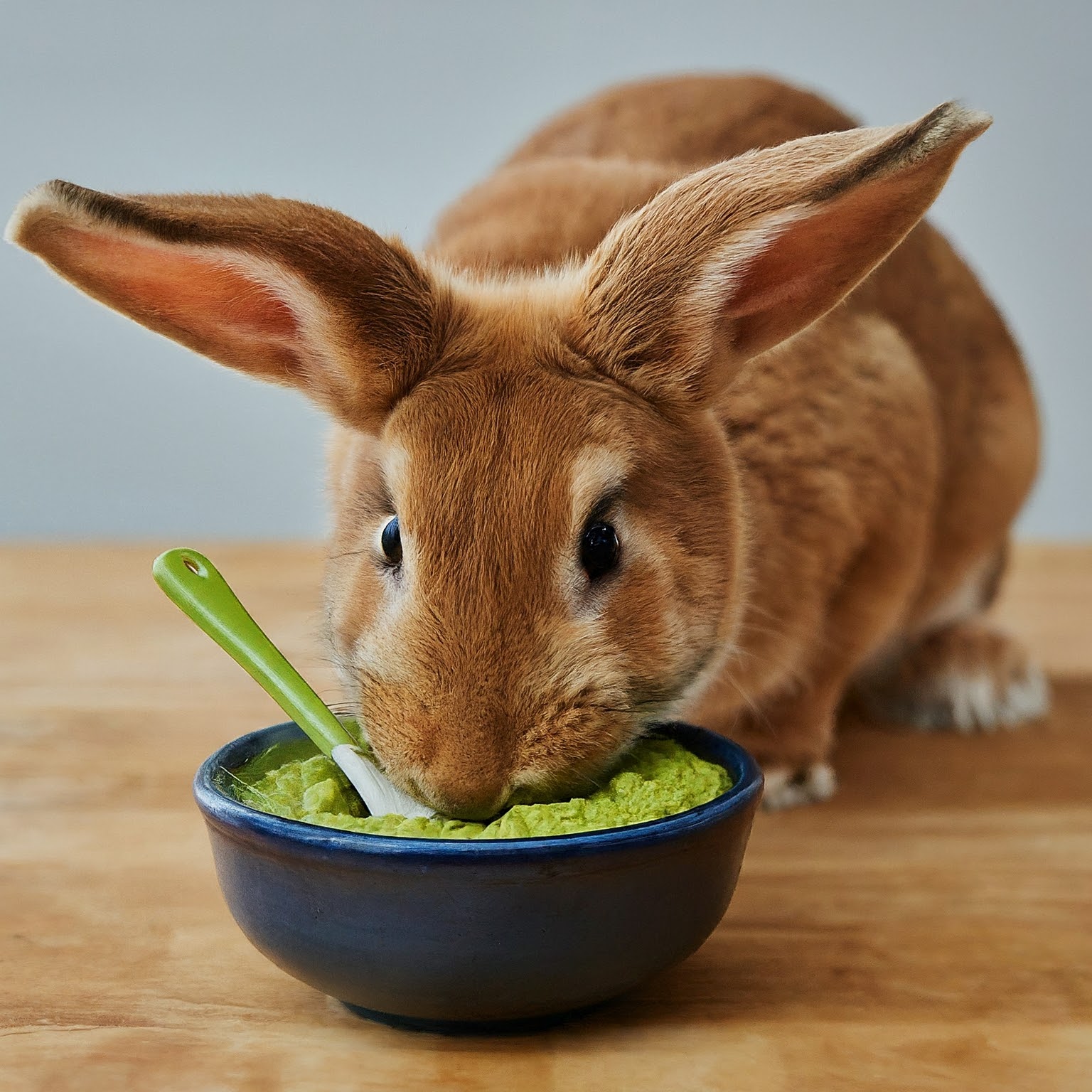 Adventure Bunny Rabbit Hopping & Agility's RRX Rabbit Rescue Mix ...
